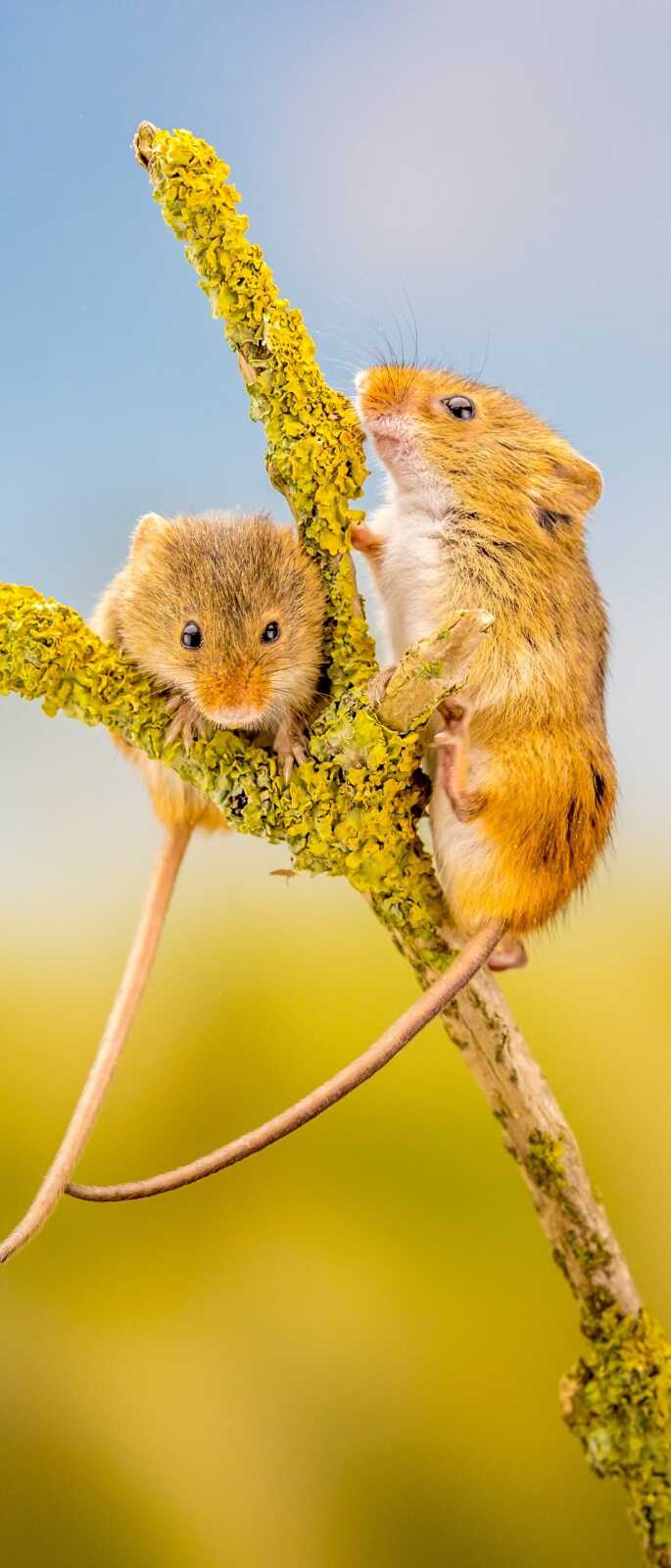Mouse Wallpapers (26 images) - WallpaperCat