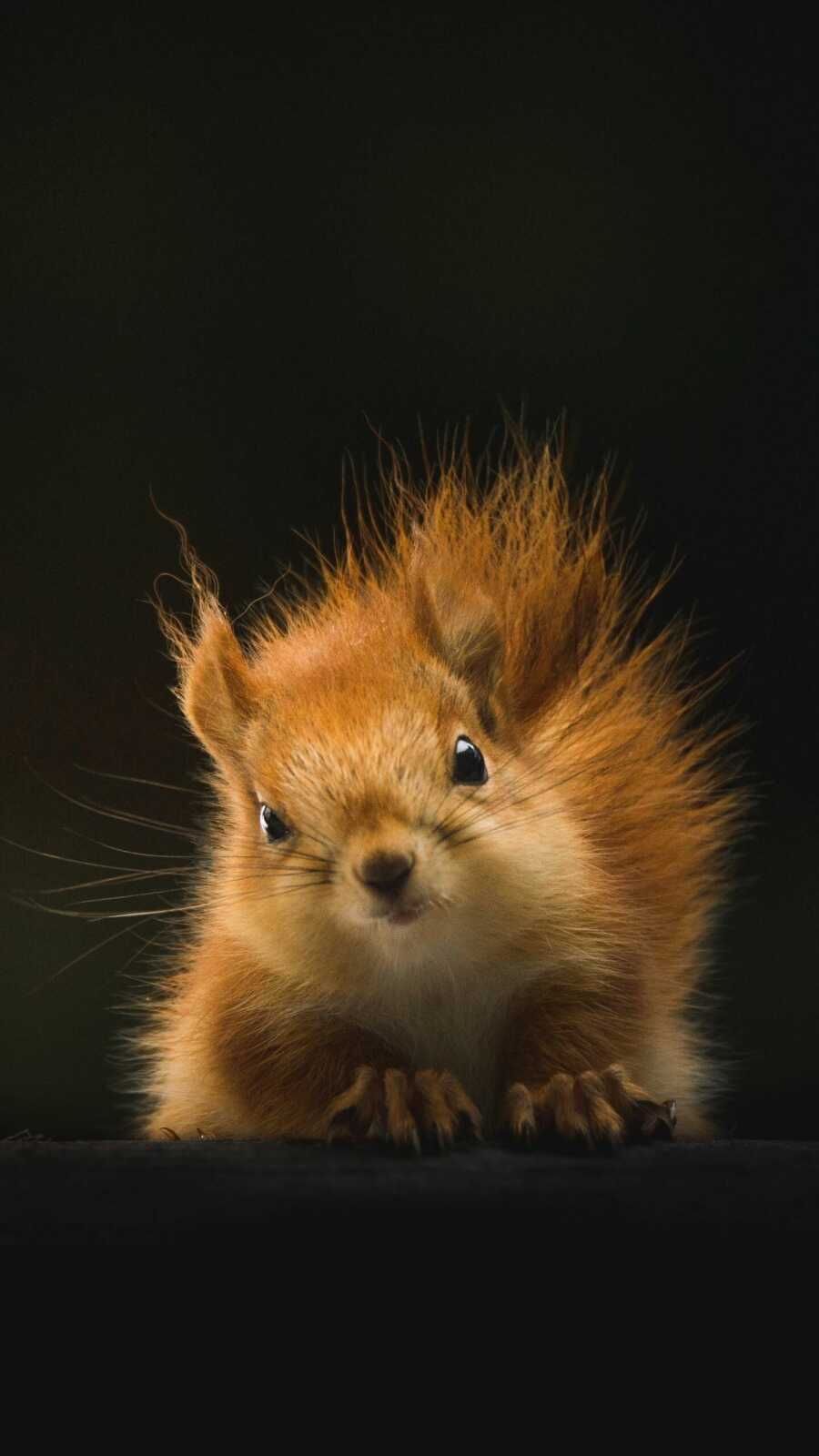 Squirrel Wallpapers (98 images) - WallpaperCat