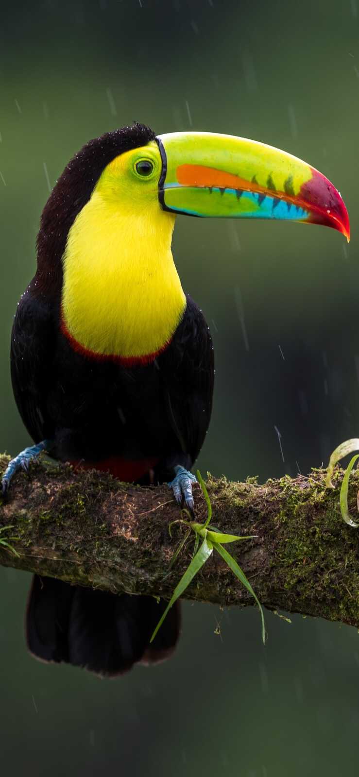 Toucan Wallpapers (71 images) - WallpaperCat