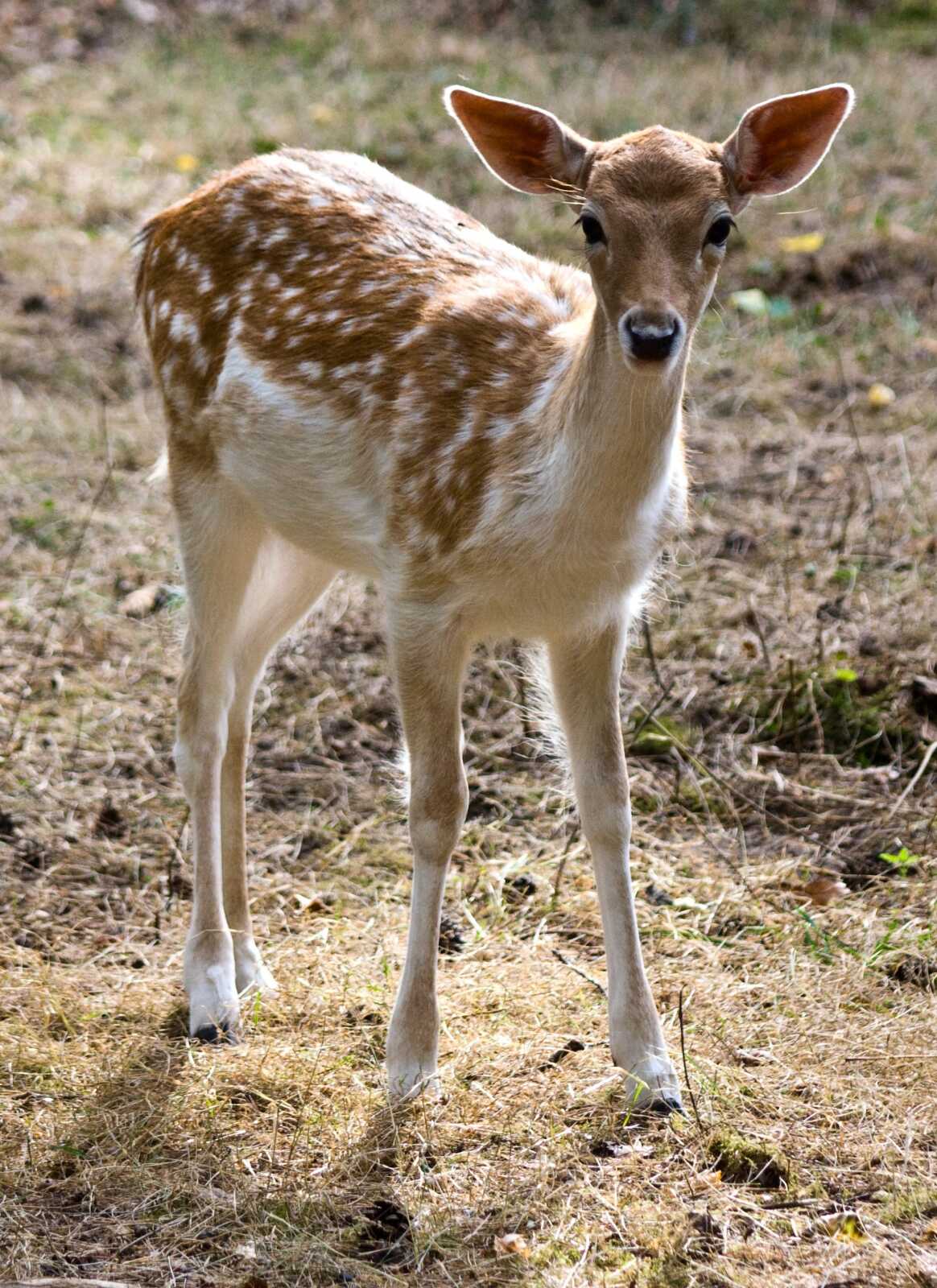 Deer Wallpapers (56 images) - WallpaperCat