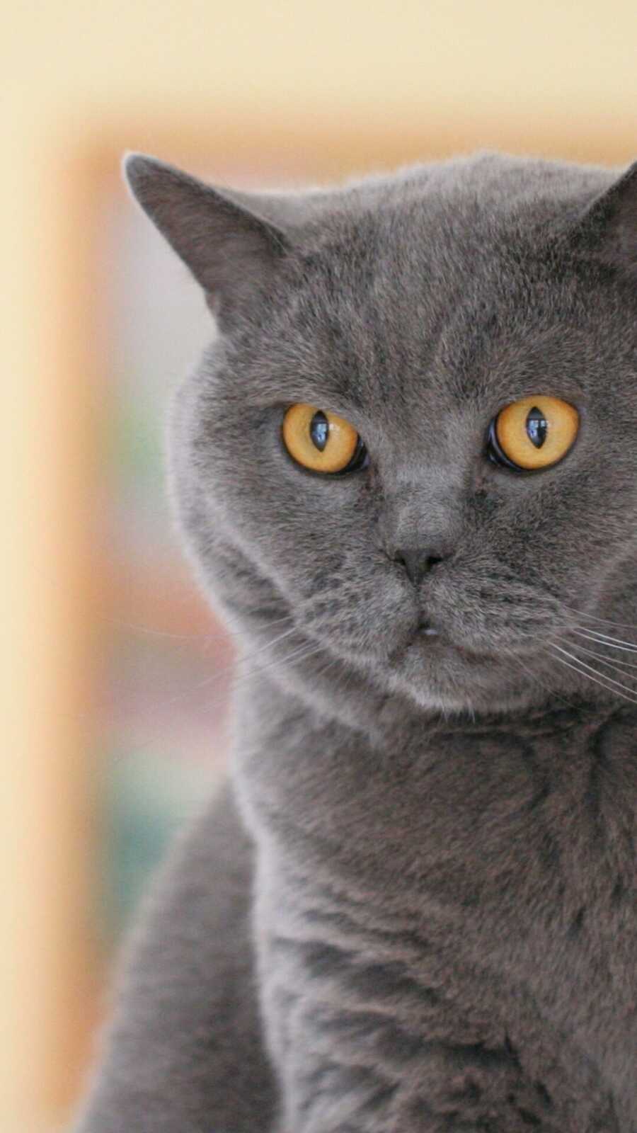 British Cat Wallpapers (36 images) - WallpaperCat