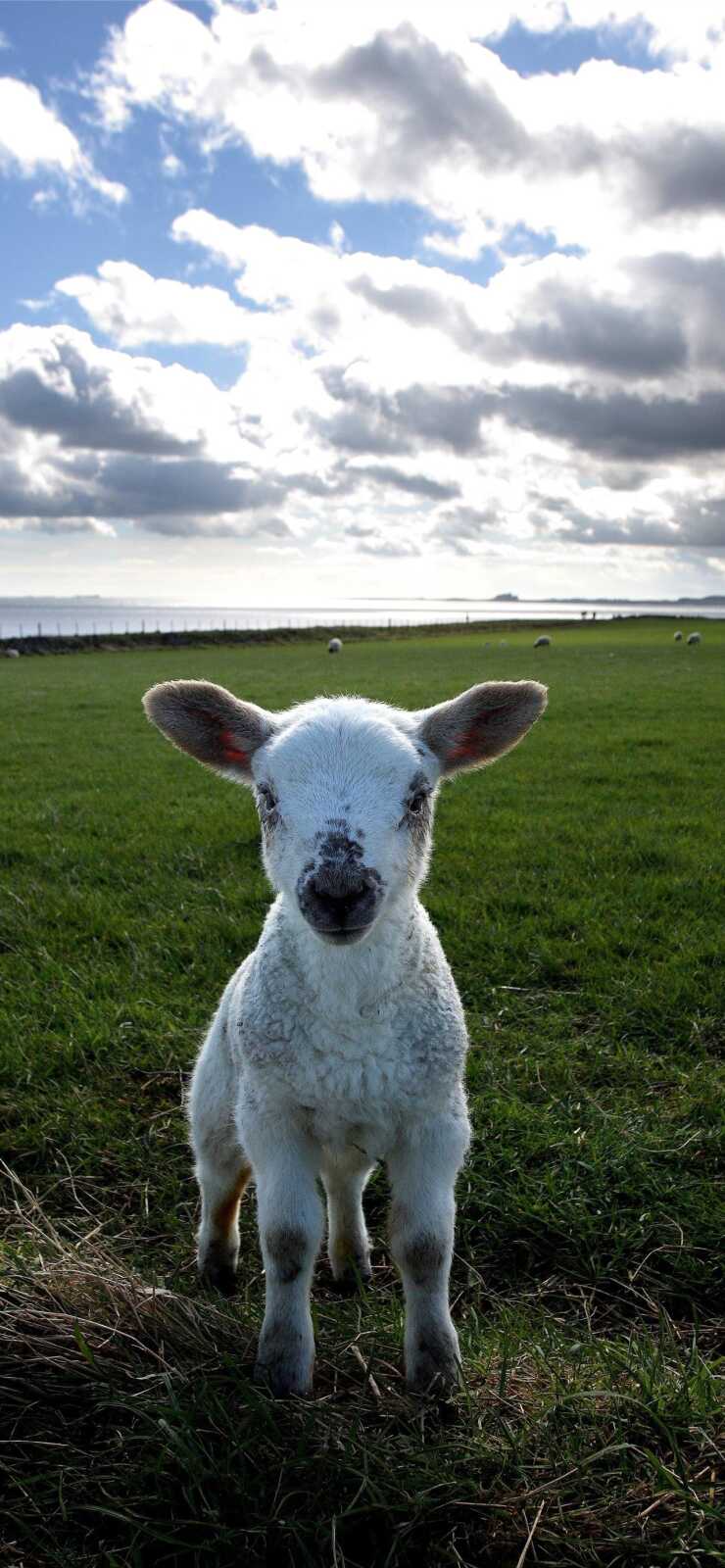 Sheep Wallpapers (54 images) - WallpaperCat
