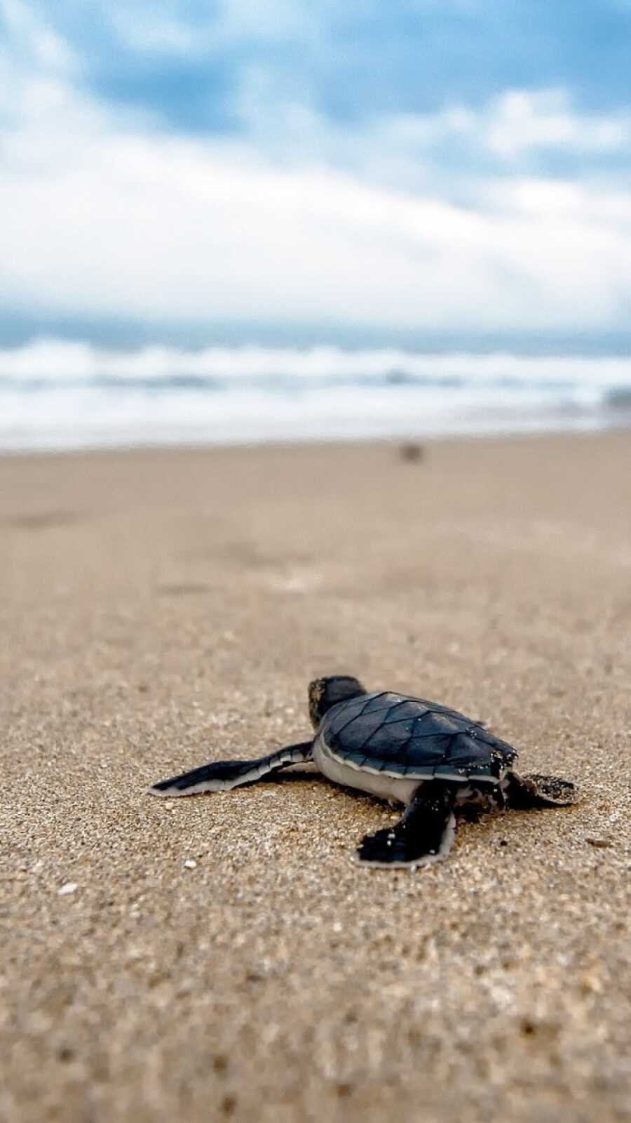 Turtle Wallpapers (47 images) - WallpaperCat