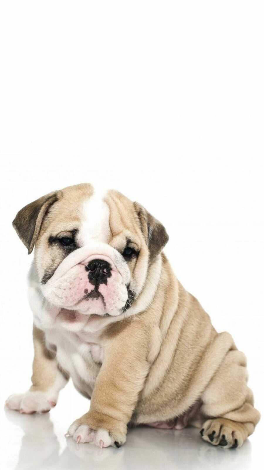 Bulldog Wallpapers (42 images) - WallpaperCat