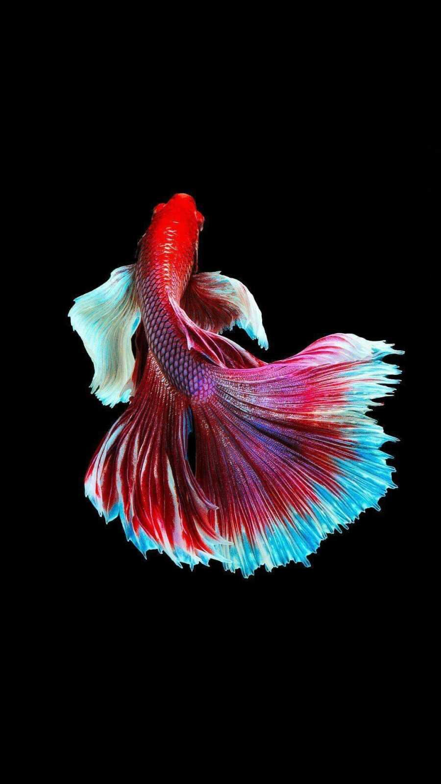 Fish Wallpapers (94 images) - WallpaperCat
