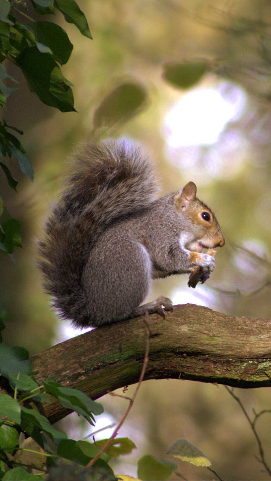 Squirrel Wallpapers (98 images) - WallpaperCat