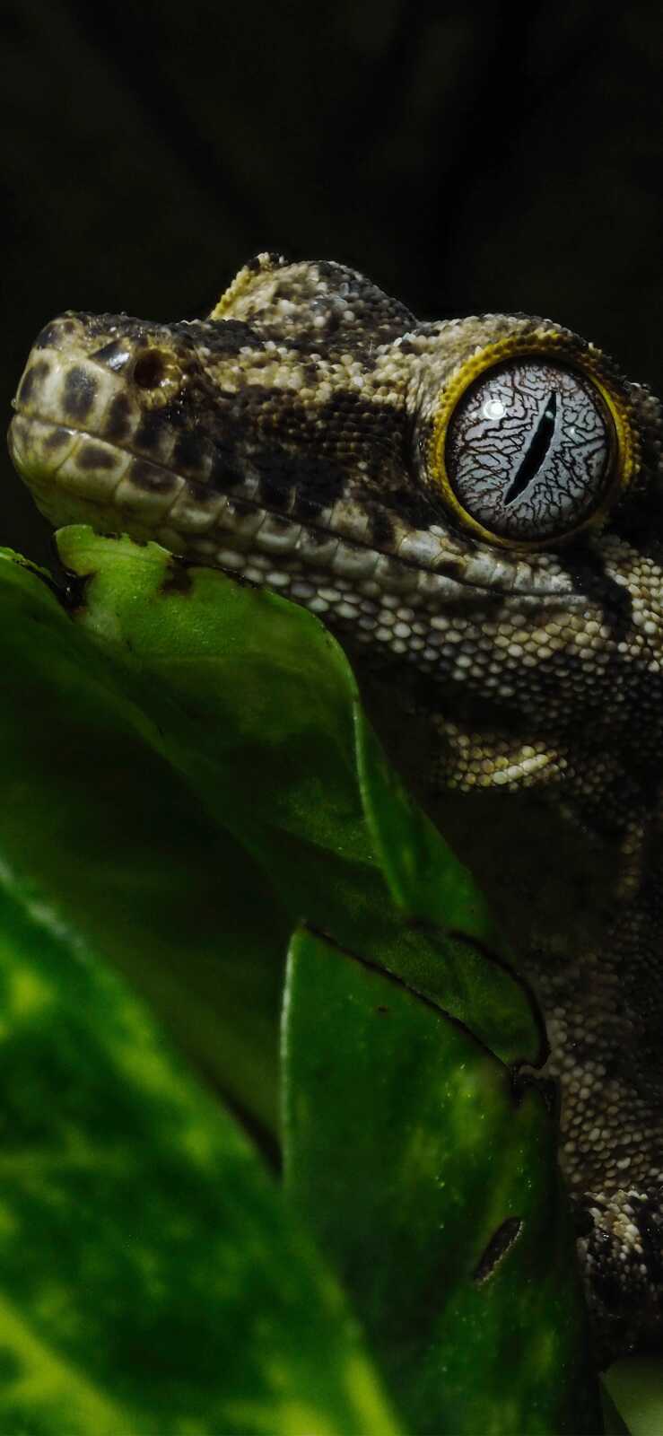 Lizard Wallpapers (56 images) - WallpaperCat