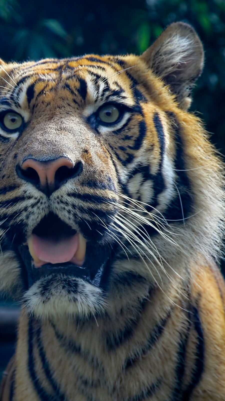 Tiger Wallpapers (86 images) - WallpaperCat