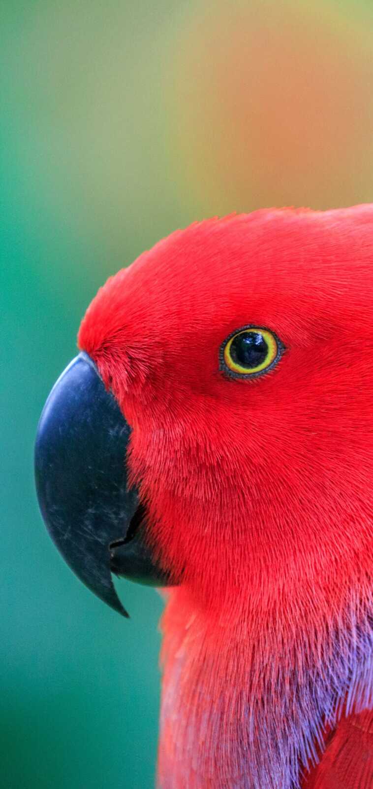 Parrot Wallpapers (40 images) - WallpaperCat