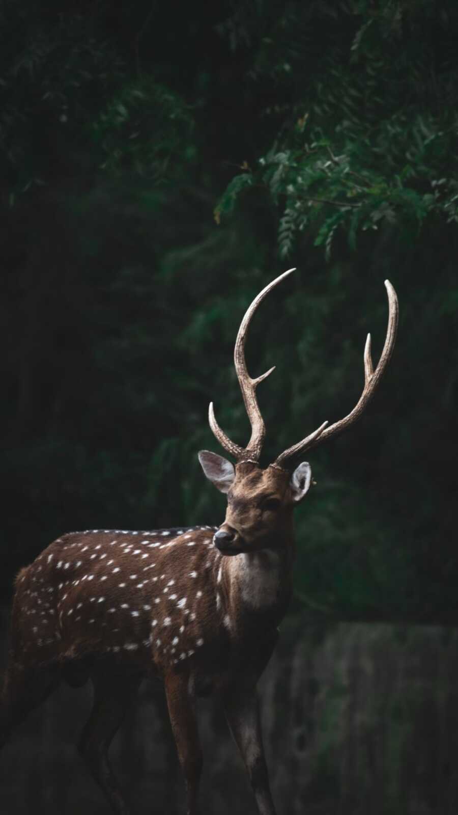 Deer Wallpapers (56 images) - WallpaperCat