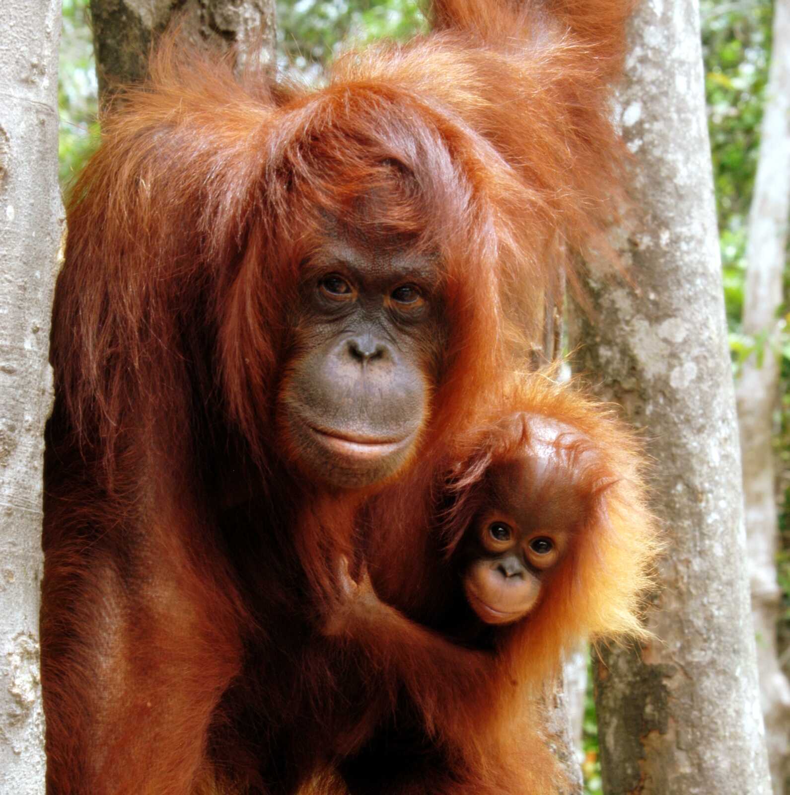 Orangutan Wallpapers (61 images) - WallpaperCat