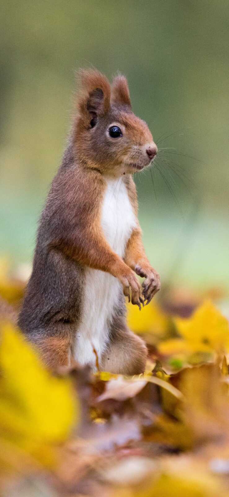 Squirrel Wallpapers (98 images) - WallpaperCat