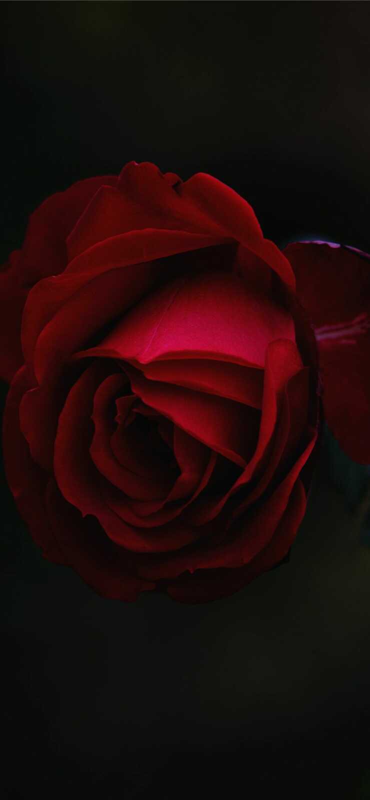 Rose Wallpapers (40 images) - WallpaperCat