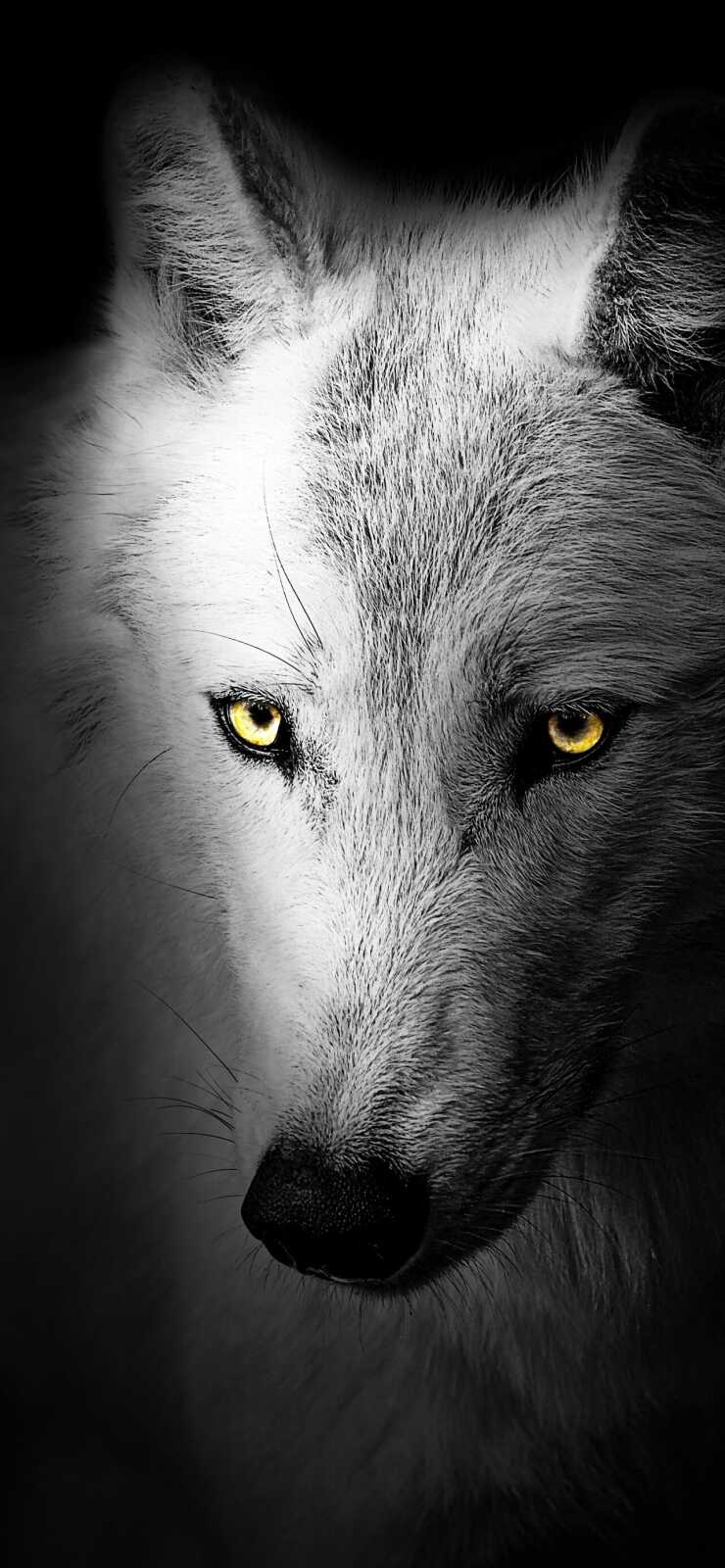 Wolf Wallpapers (122 images) - WallpaperCat