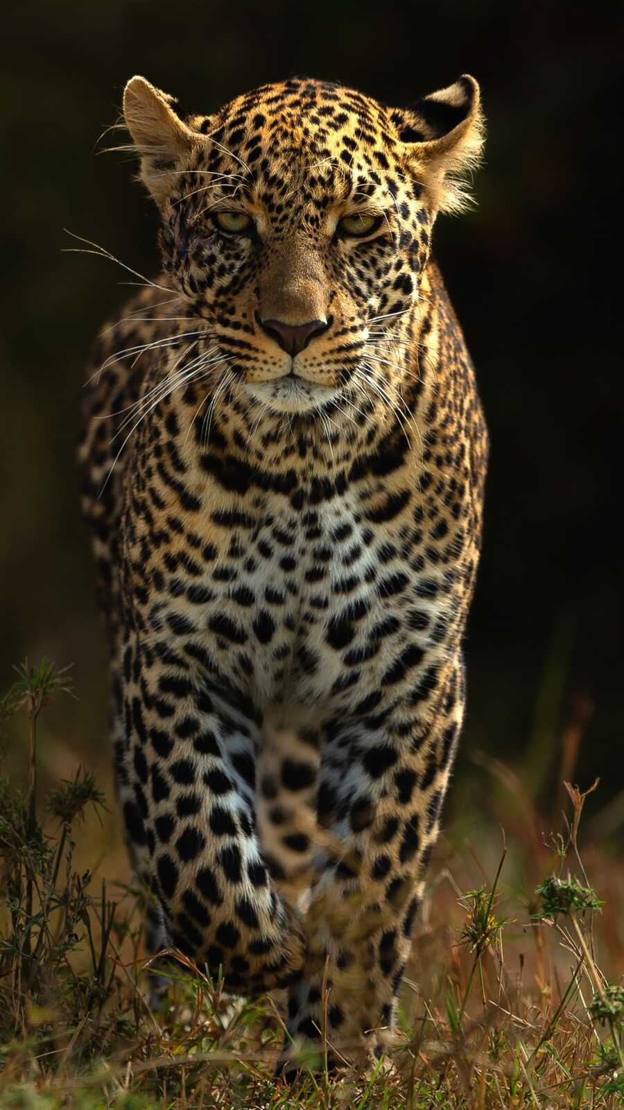 Leopard Wallpapers (44 images) - WallpaperCat