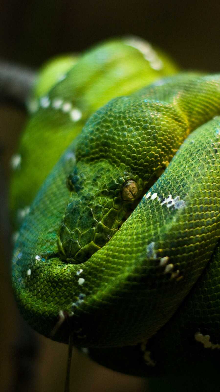 Python (Snake) Wallpapers (34 images) - WallpaperCat