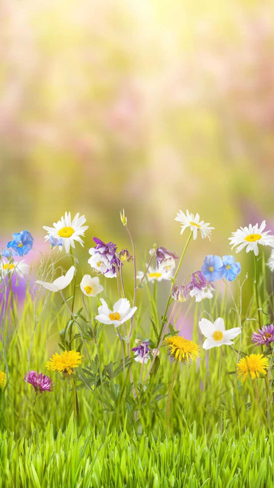 Flower Field Wallpapers (53 images) - WallpaperCat