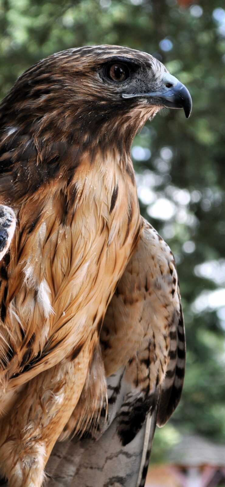 Hawk Wallpapers (46 images) - WallpaperCat