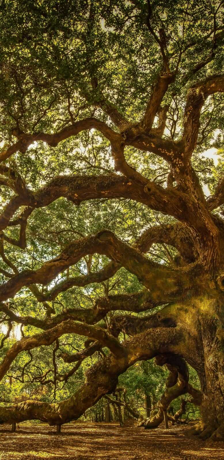 Oak Tree Wallpapers (58 images) - WallpaperCat