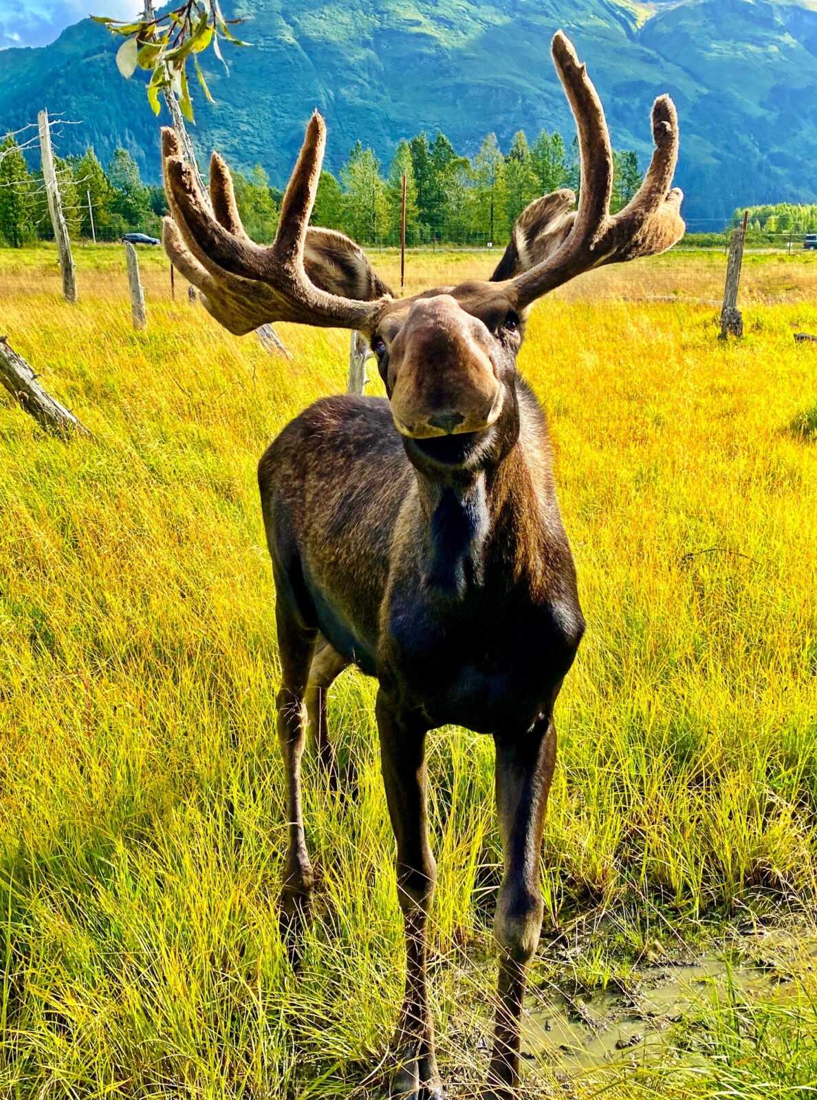Moose Wallpapers (61 images) - WallpaperCat