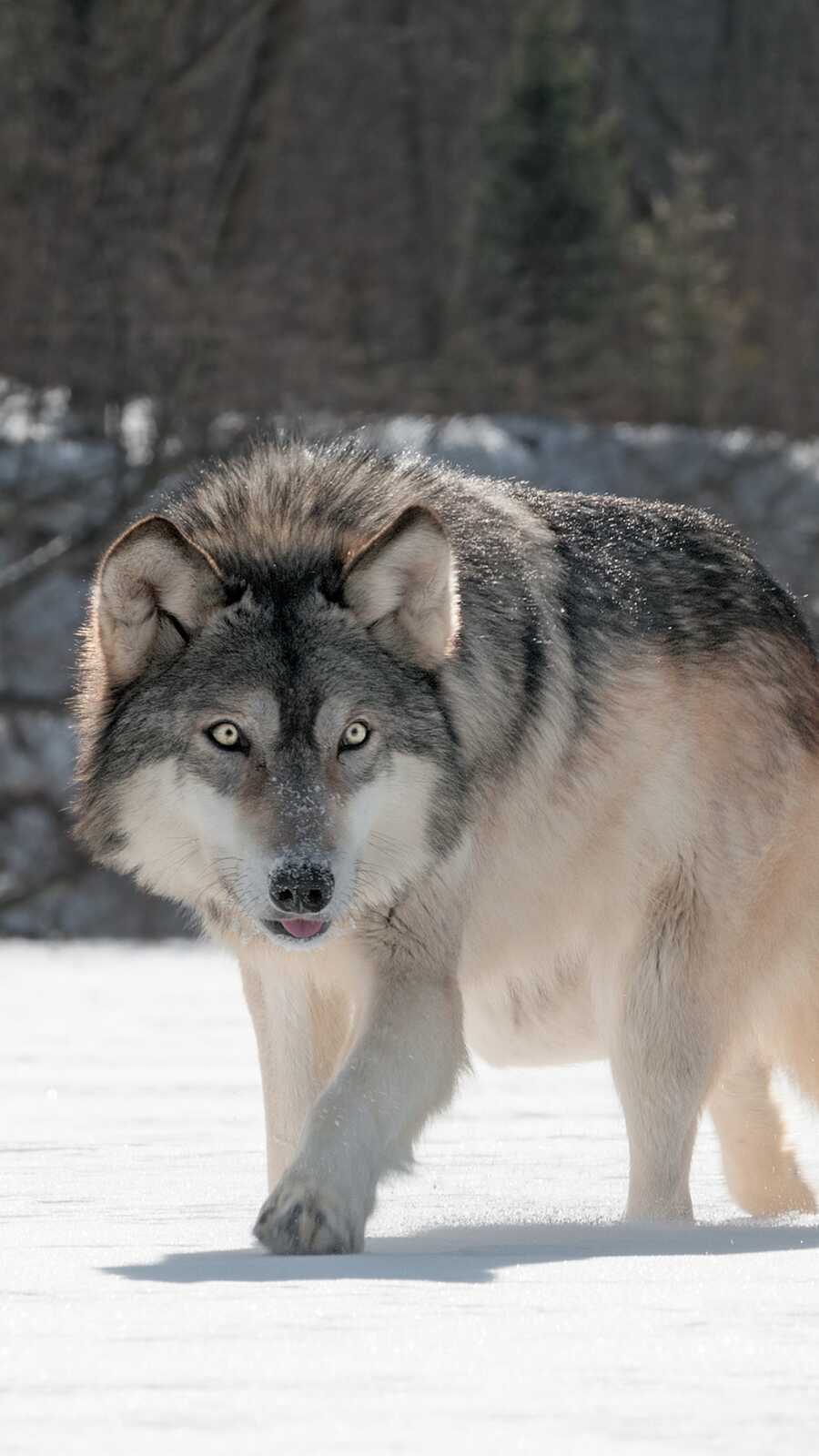 Gray Wolf Wallpapers (44 images) - WallpaperCat