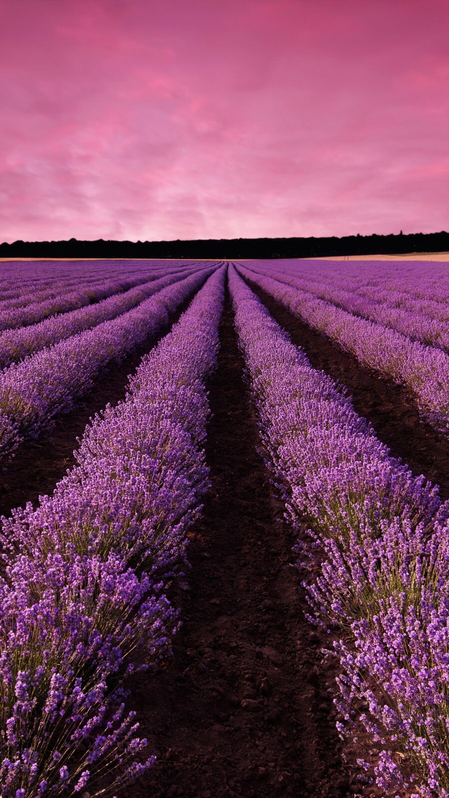 Lavender Wallpapers (97 images) - WallpaperCat