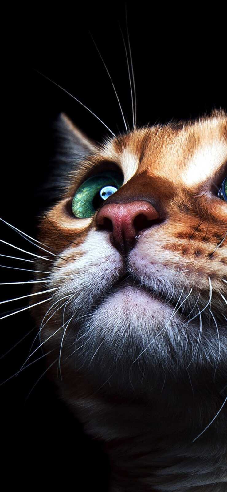 Cat Wallpapers (148 images) - WallpaperCat