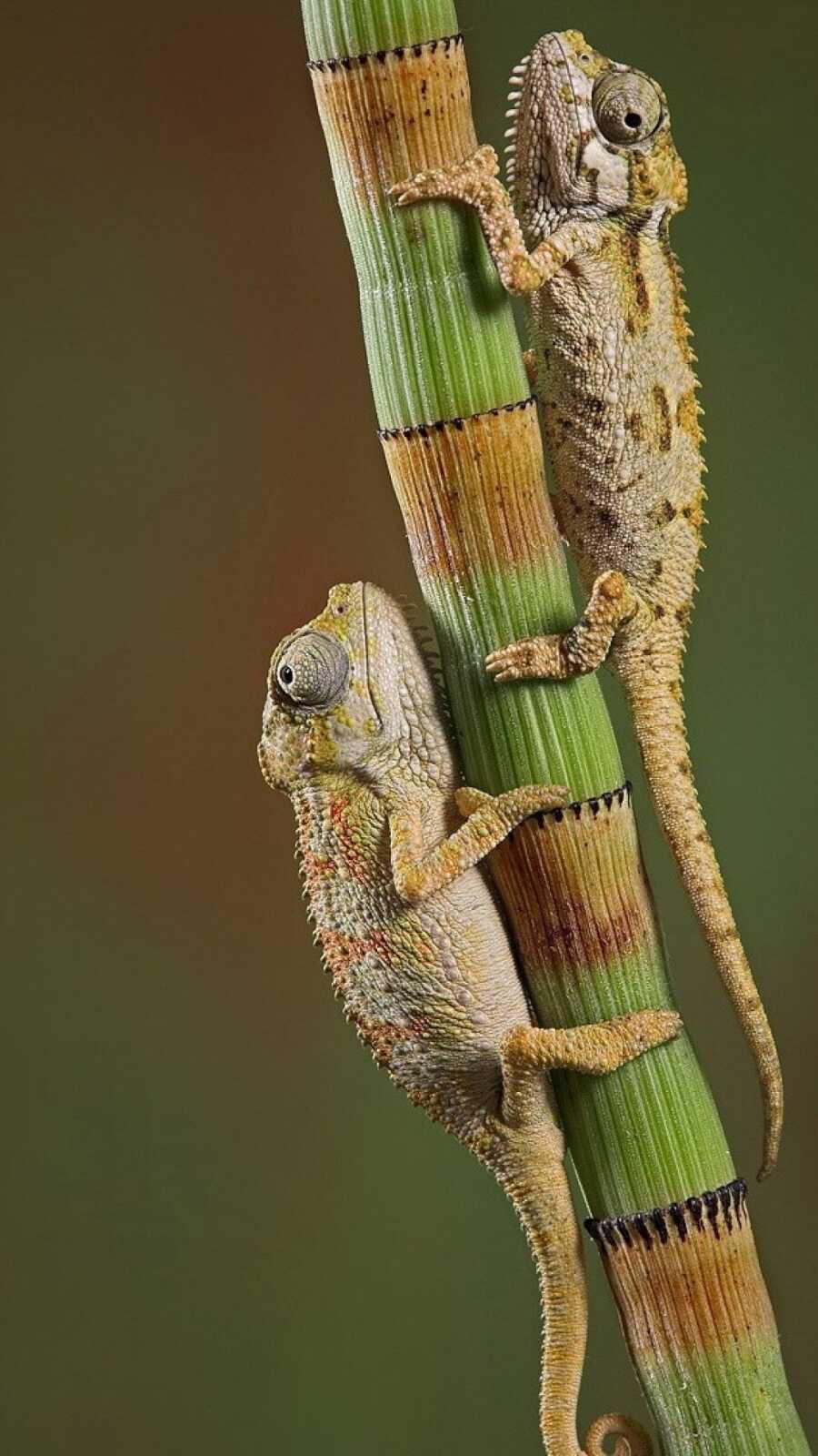 Lizard Wallpapers (56 images) - WallpaperCat
