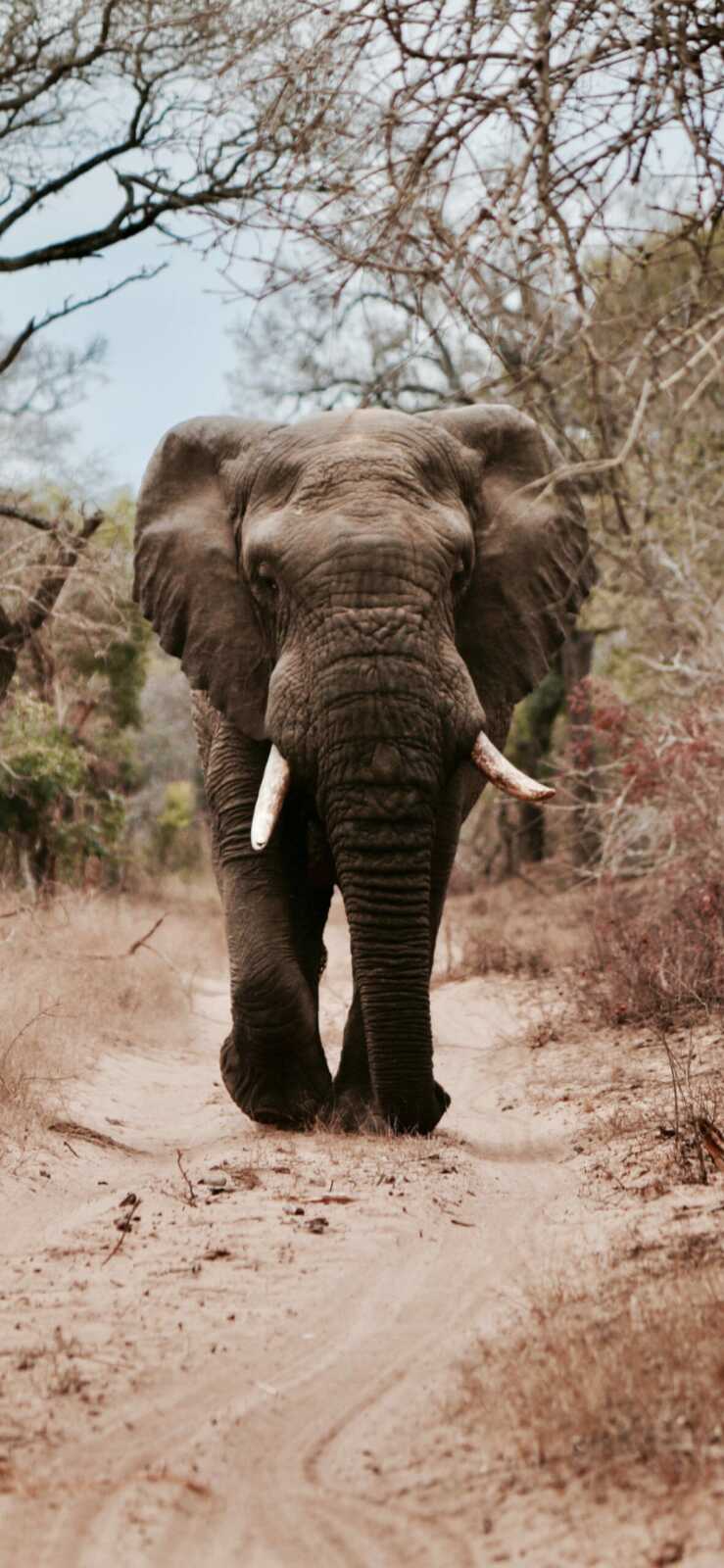 Elephant Wallpapers (38 images) - WallpaperCat