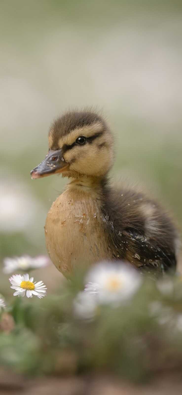 Duck Wallpapers (58 images) - WallpaperCat