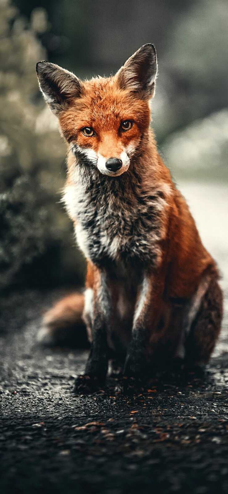 Fox Wallpapers (100 images) - WallpaperCat