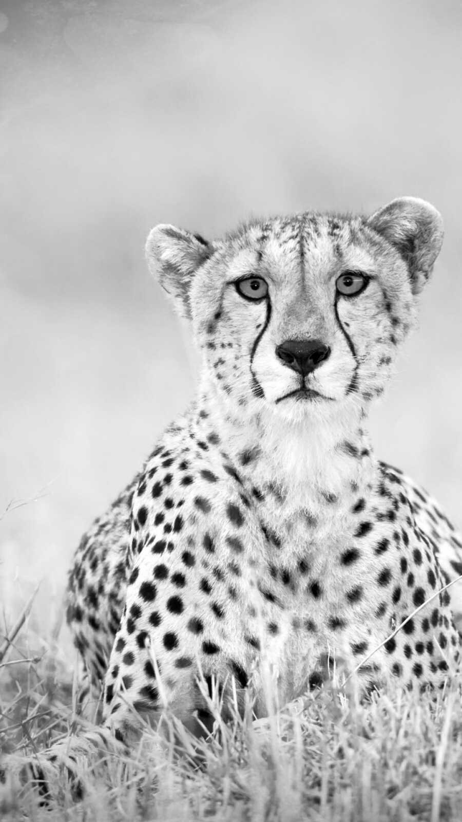 Cheetah Wallpapers (61 images) - WallpaperCat