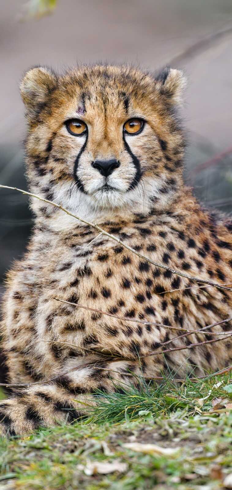 Cheetah Wallpapers (61 images) - WallpaperCat