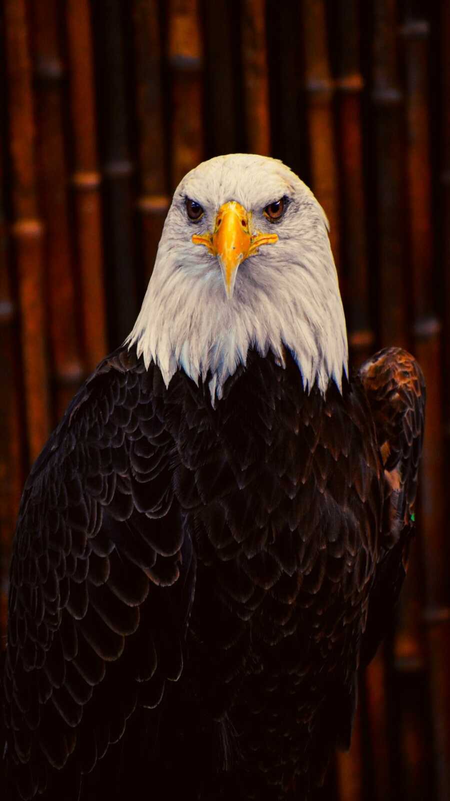 Eagle Wallpapers (47 images) - WallpaperCat