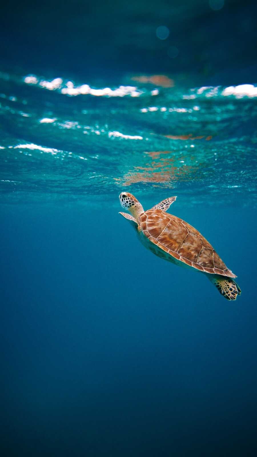 Turtle Wallpapers (47 images) - WallpaperCat