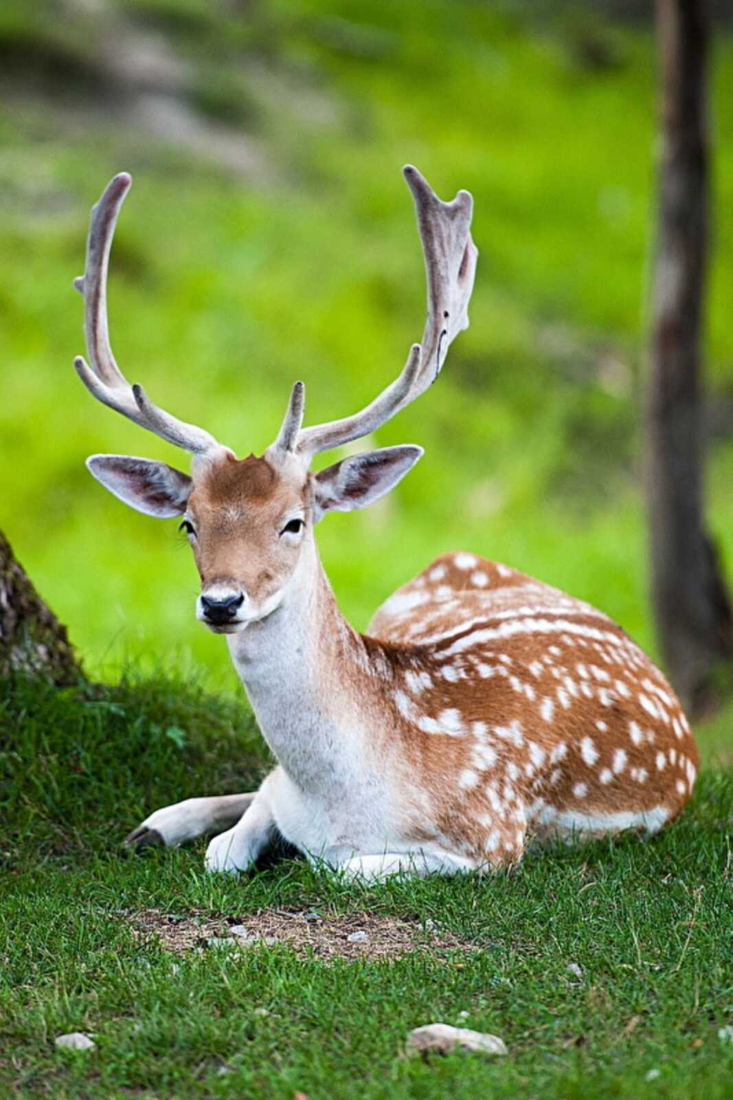 Deer Wallpapers (56 images) - WallpaperCat