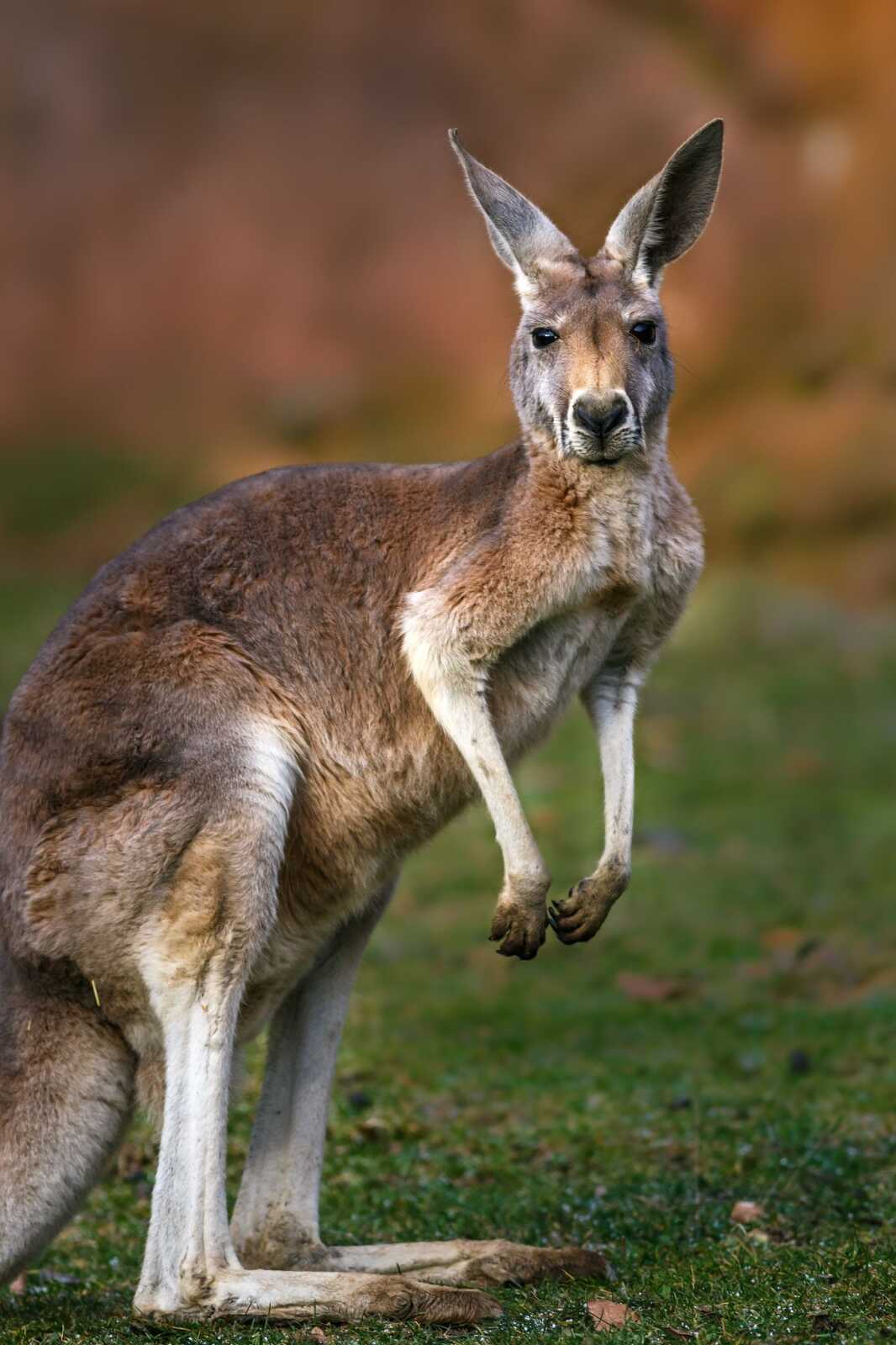 Kangaroo Wallpapers (37 images) - WallpaperCat