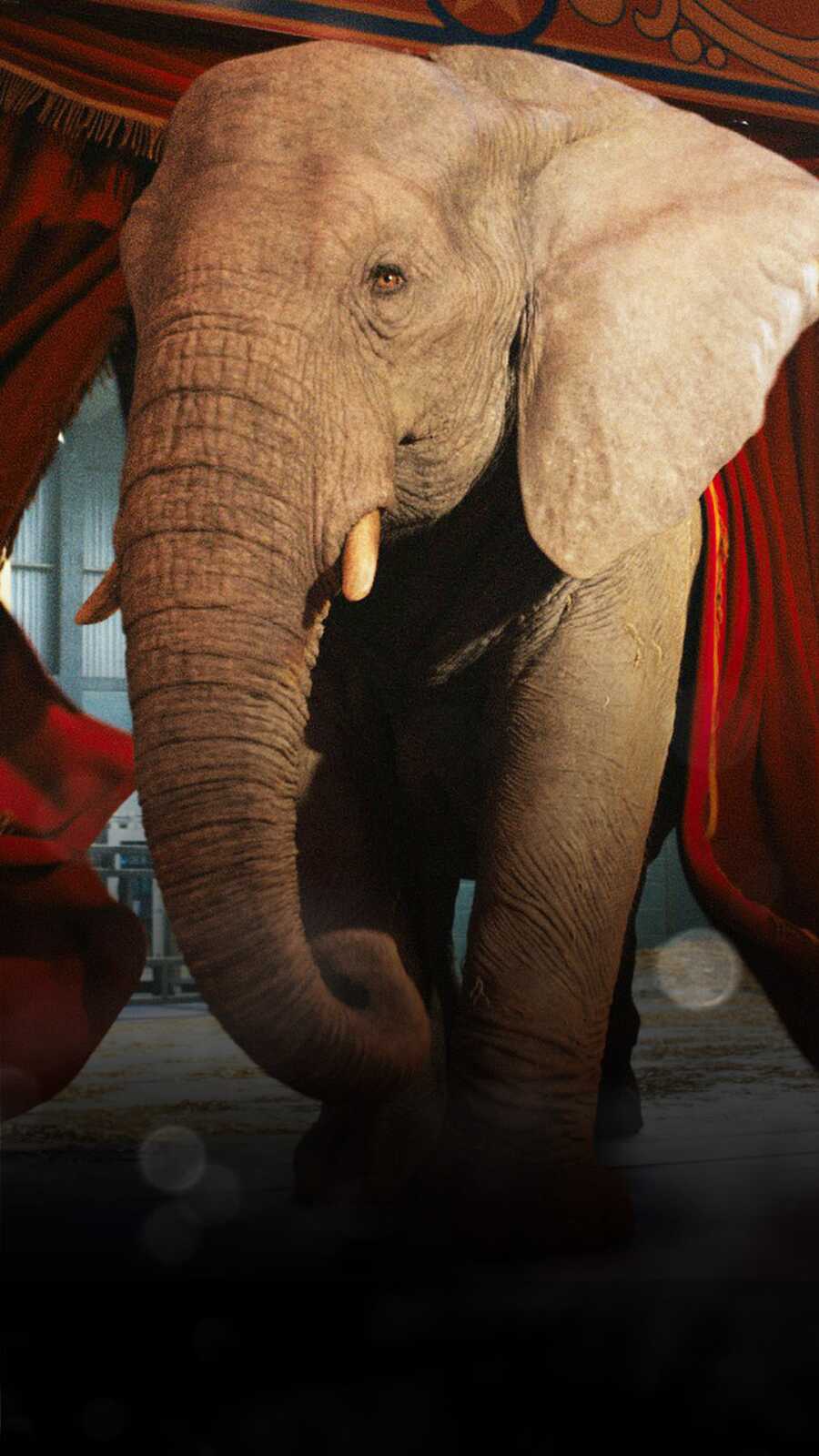 The One and Only Ivan (Movie) Wallpapers (17 images) - WallpaperCat