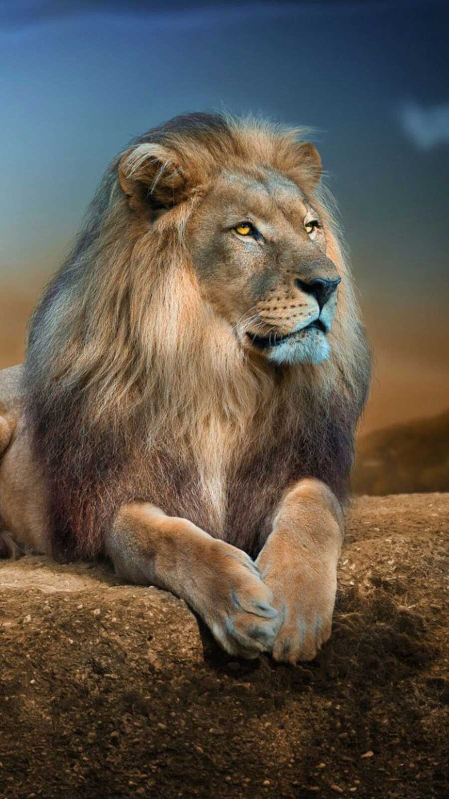 Lion Wallpapers (103 images) - WallpaperCat