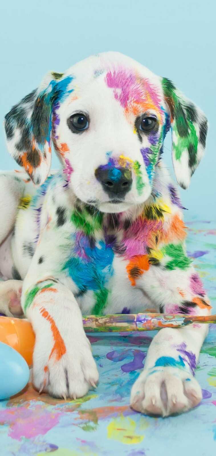 Puppy Wallpapers (108 images) - WallpaperCat