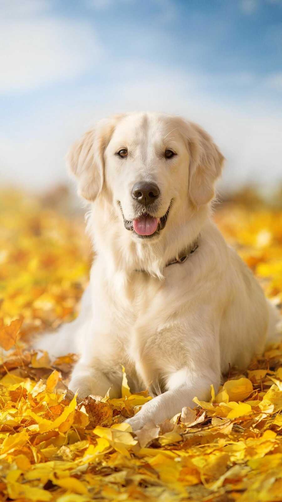 Labrador Wallpapers (42 images) - WallpaperCat