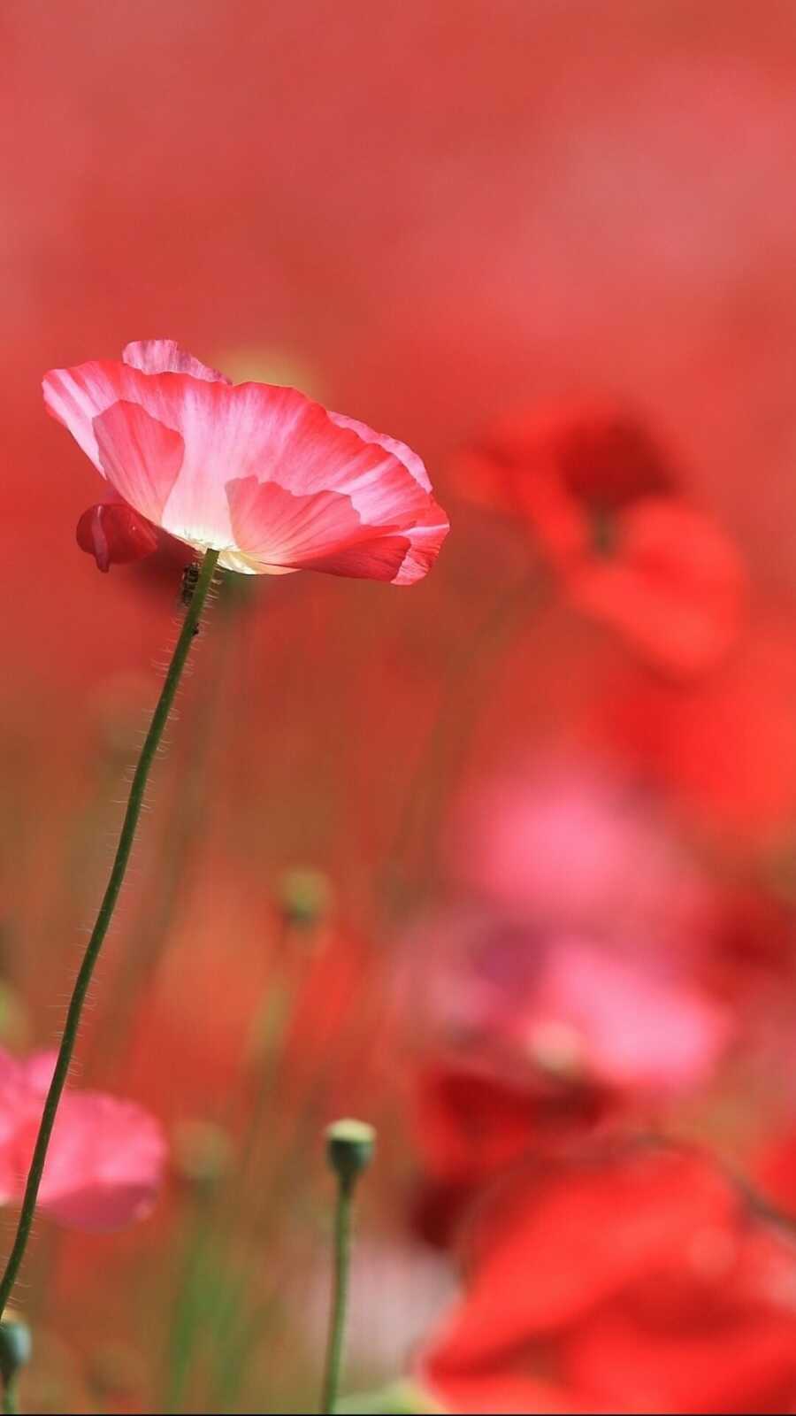 Poppy Flower Wallpapers (76 images) - WallpaperCat