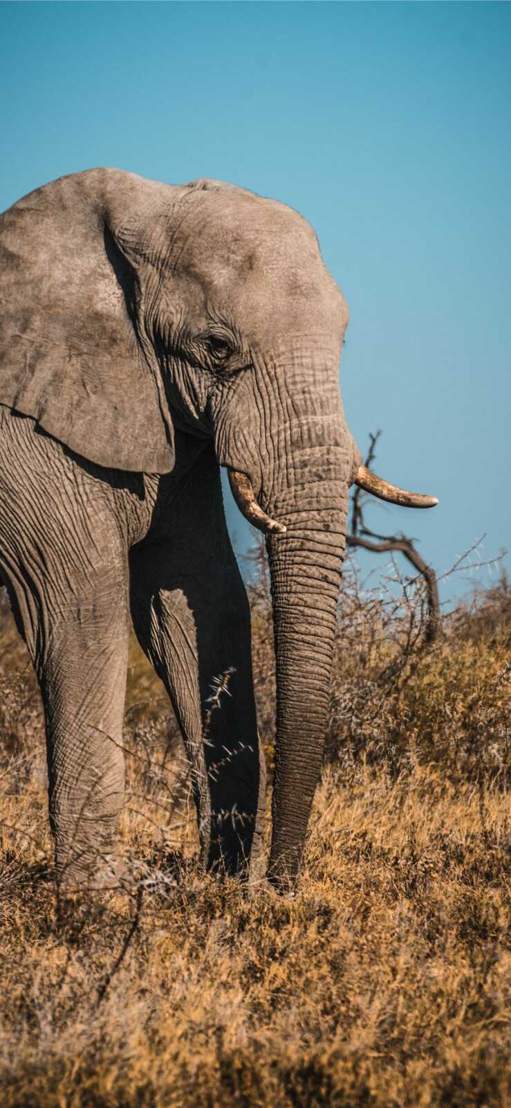 Elephant Wallpapers (38 images) - WallpaperCat
