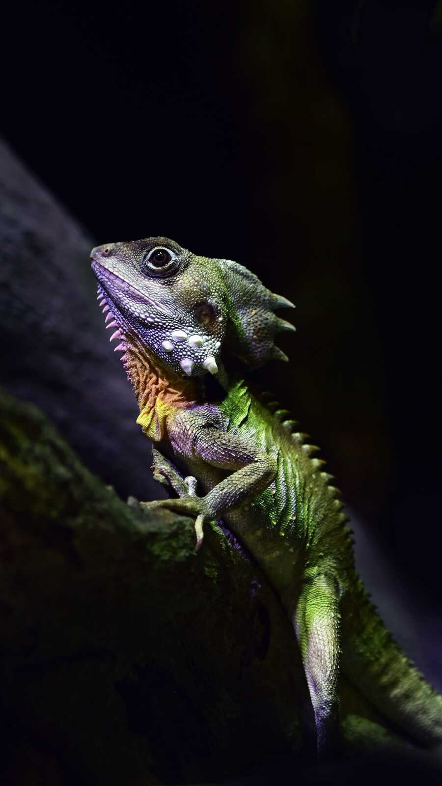 Lizard Wallpapers (56 images) - WallpaperCat