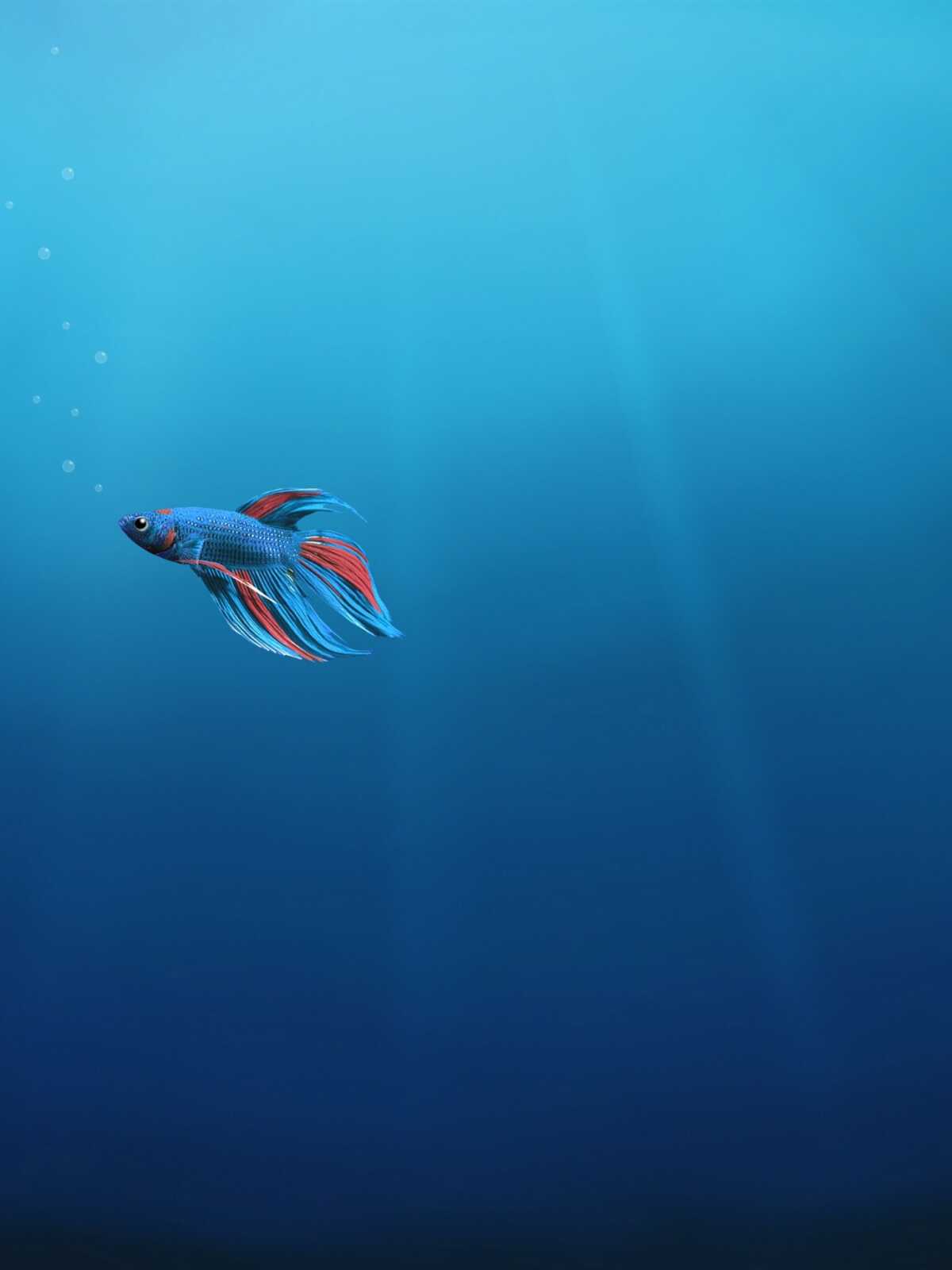 Fish Wallpapers (94 images) - WallpaperCat