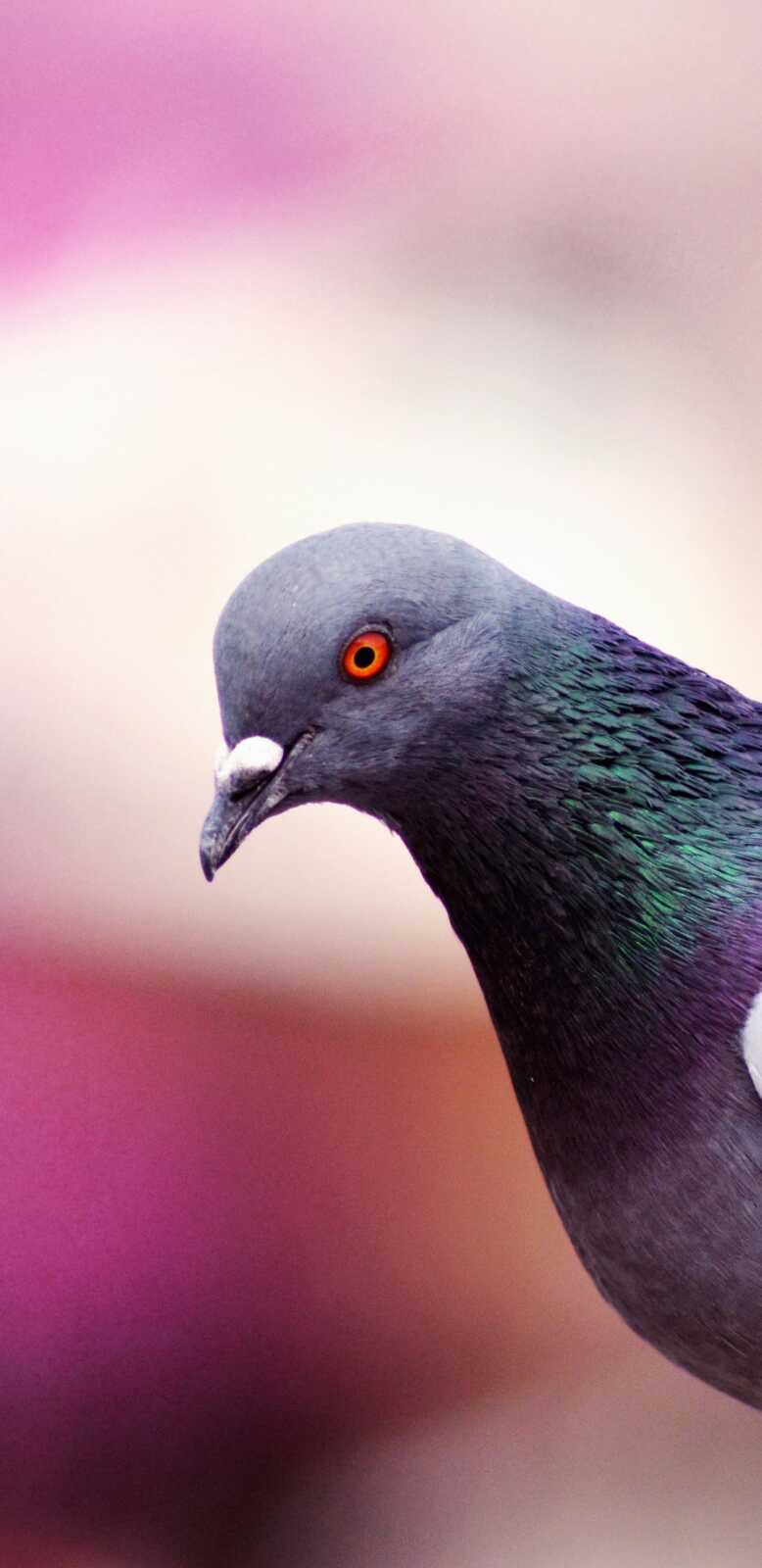 Pigeon Wallpapers (44 images) - WallpaperCat