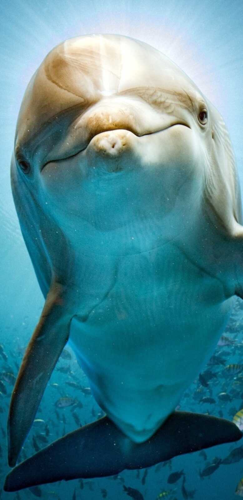 Dolphin Wallpapers (49 images) - WallpaperCat