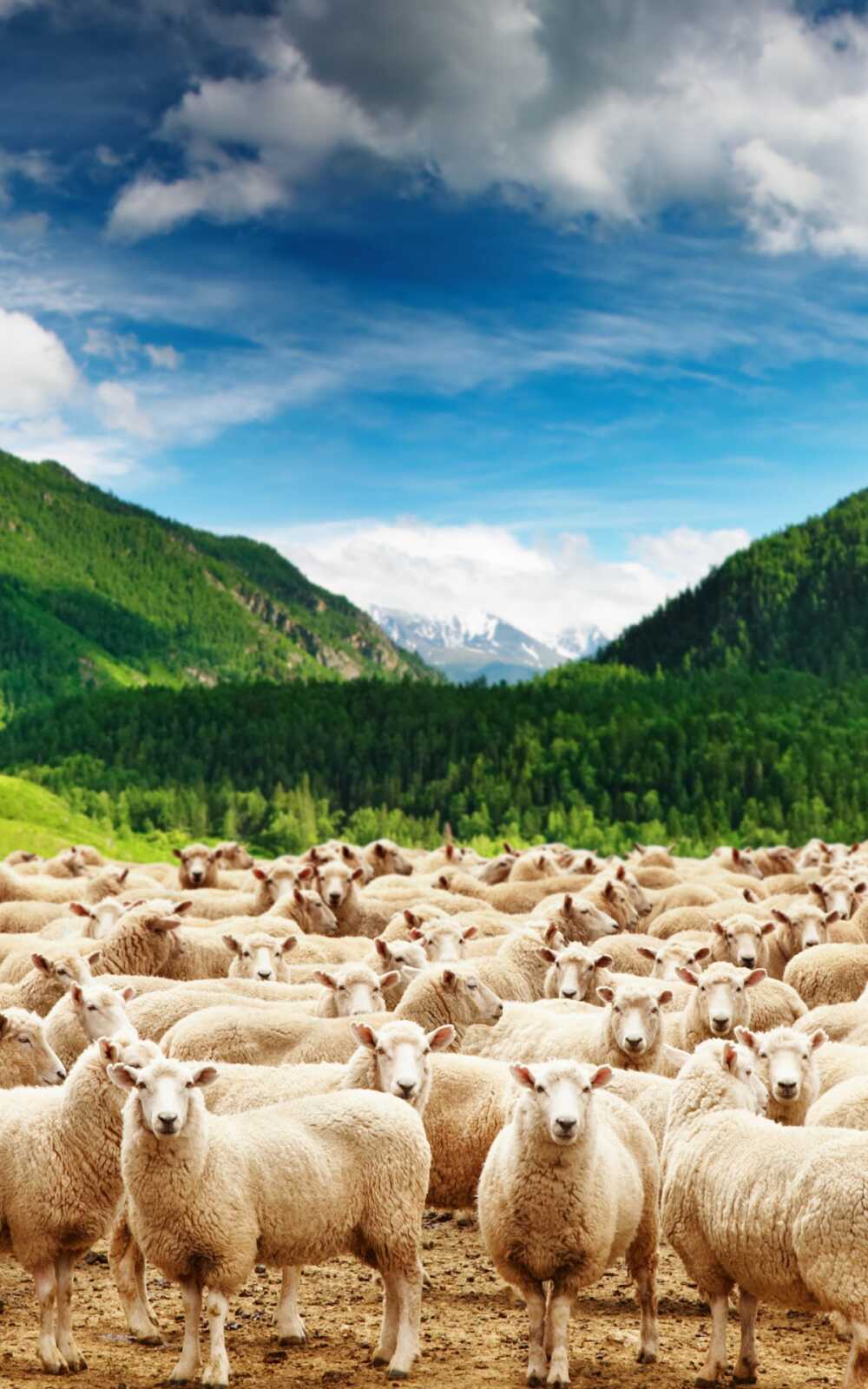 Sheep Wallpapers (54 images) - WallpaperCat