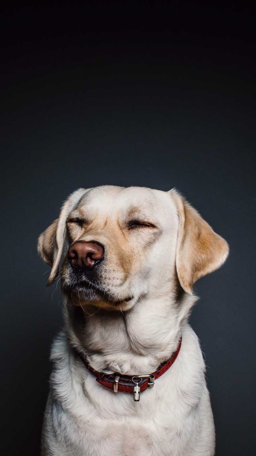 Dog Wallpapers (129 images) - WallpaperCat