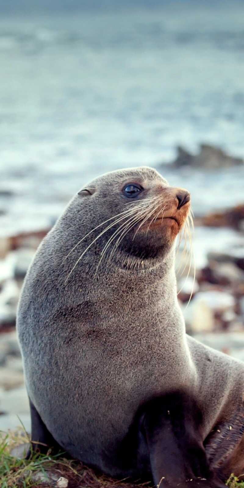 Seal Wallpapers (48 images) - WallpaperCat